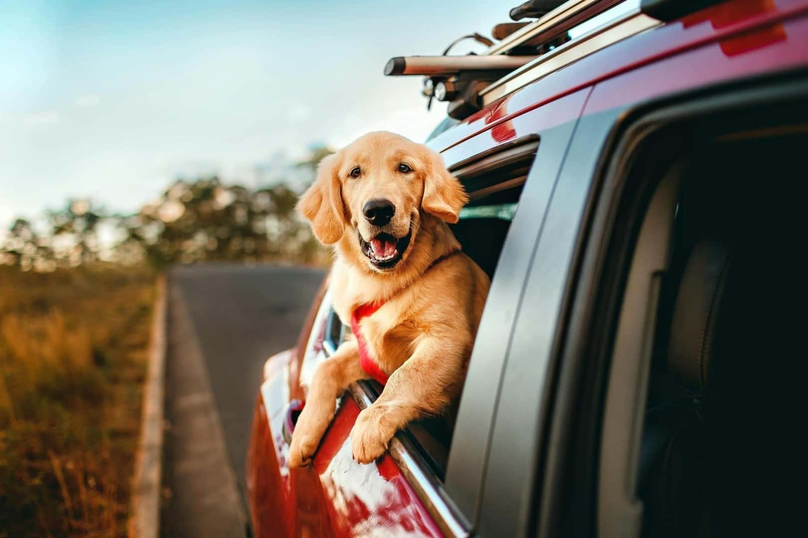 Four Tips to Keep Pets Safe and Happy While Traveling Over the Holidays