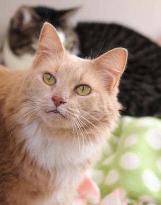 Help us find these pets a Home for the Holidays! | Schaller Honda